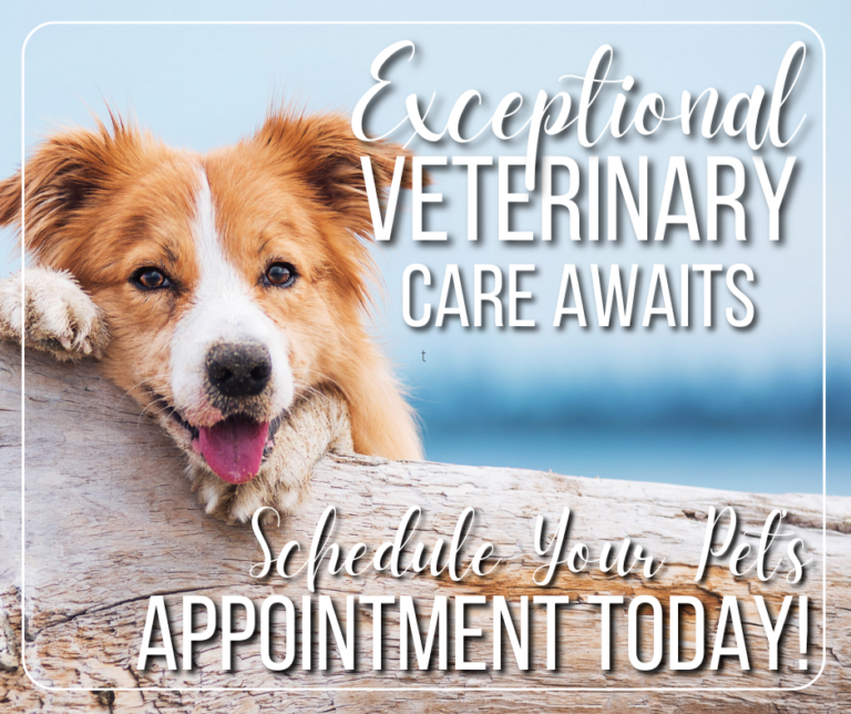 Home | Hamilton Animal Care